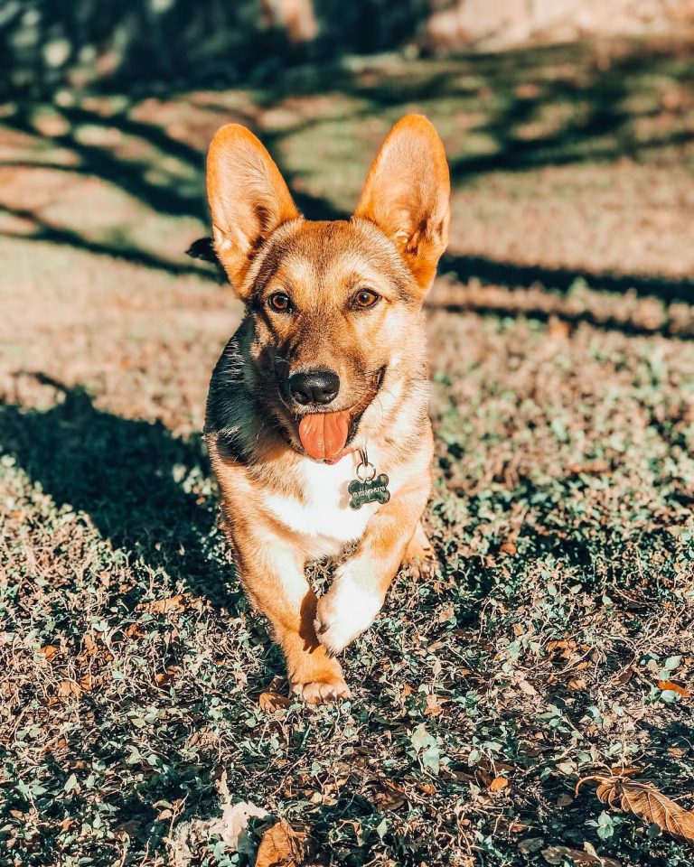 Corman Shepherd: Corgi & the German Shepherd - The Dogman