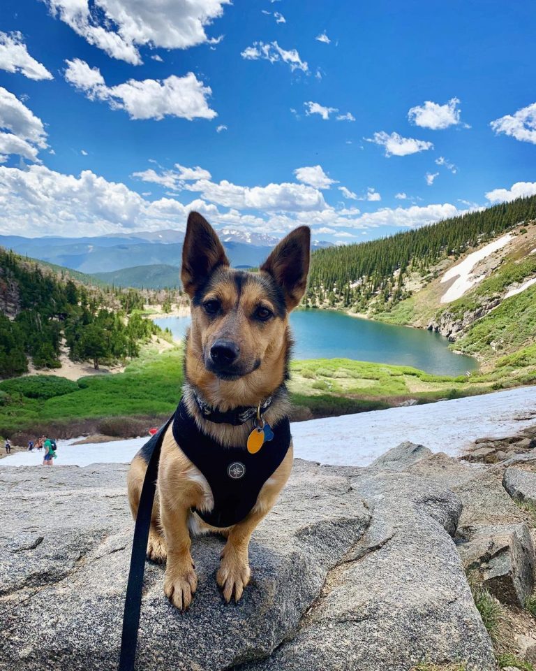 Corman Shepherd: Corgi & the German Shepherd - The Dogman