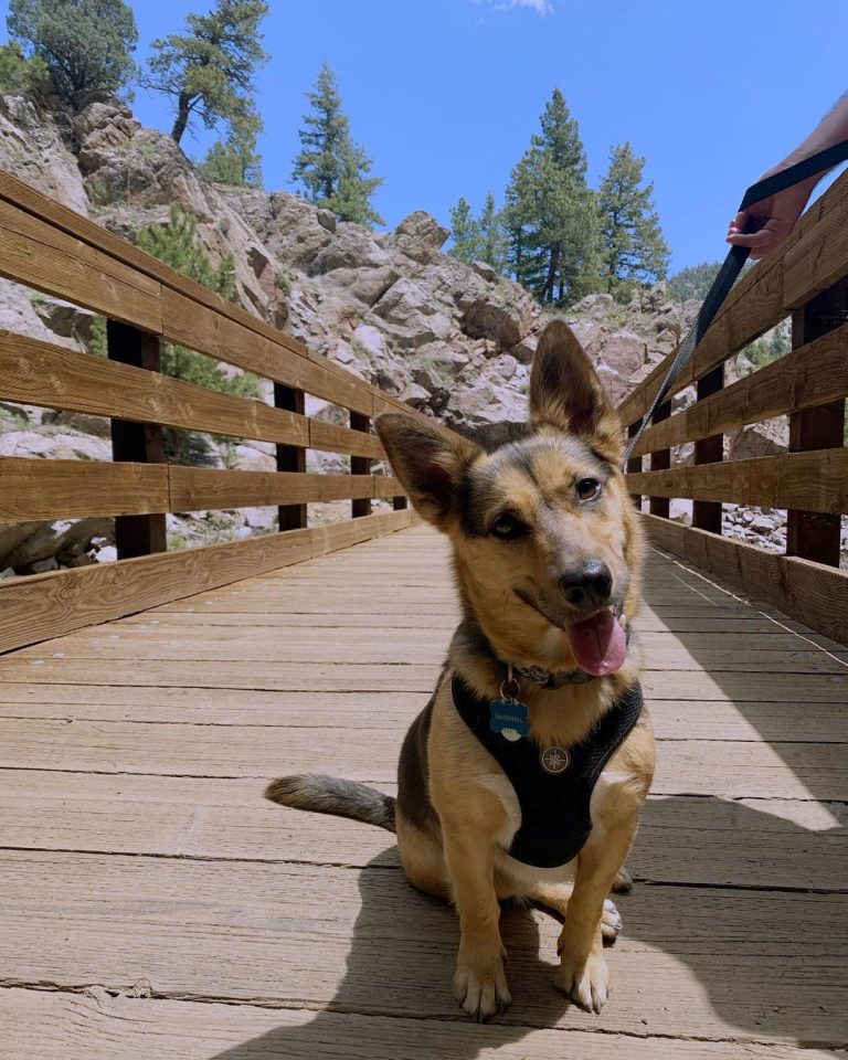 Corman Shepherd: Corgi & the German Shepherd - The Dogman