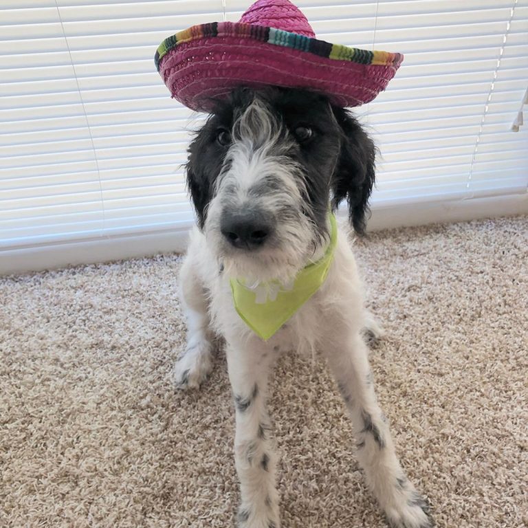 Dalmadoodle: Dalmatian & Poodle - The Dogman