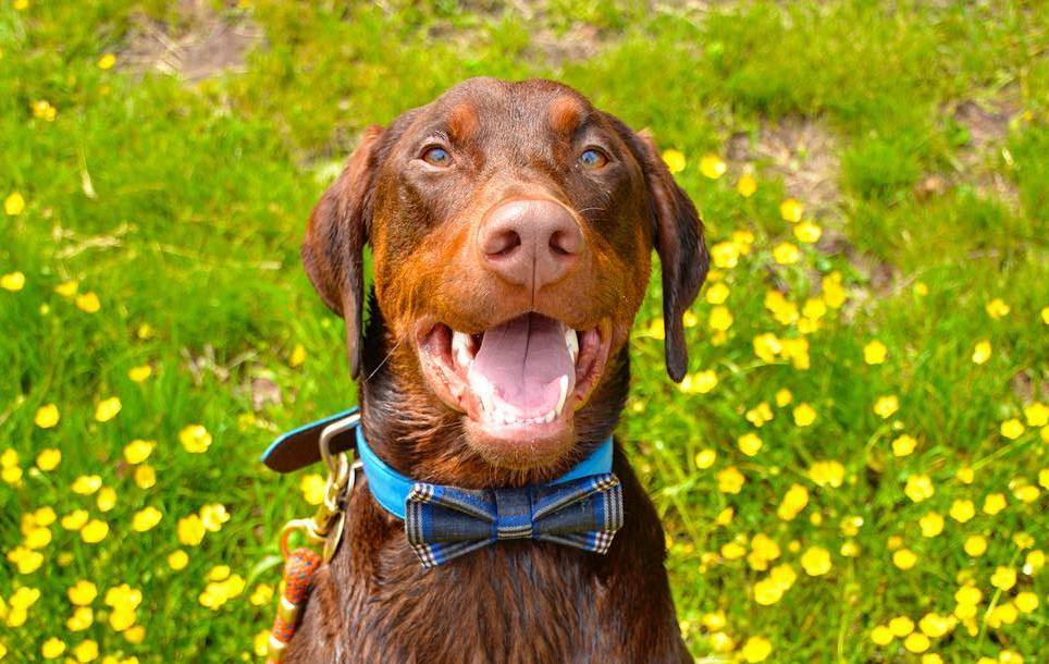 Doberdor: Doberman Pinscher & the Labrador Retriever. - The Dogman