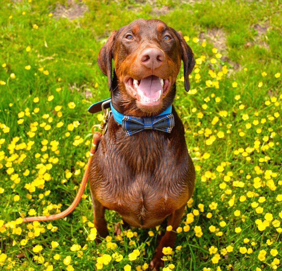 Doberdor: Doberman Pinscher & the Labrador Retriever. - The Dogman