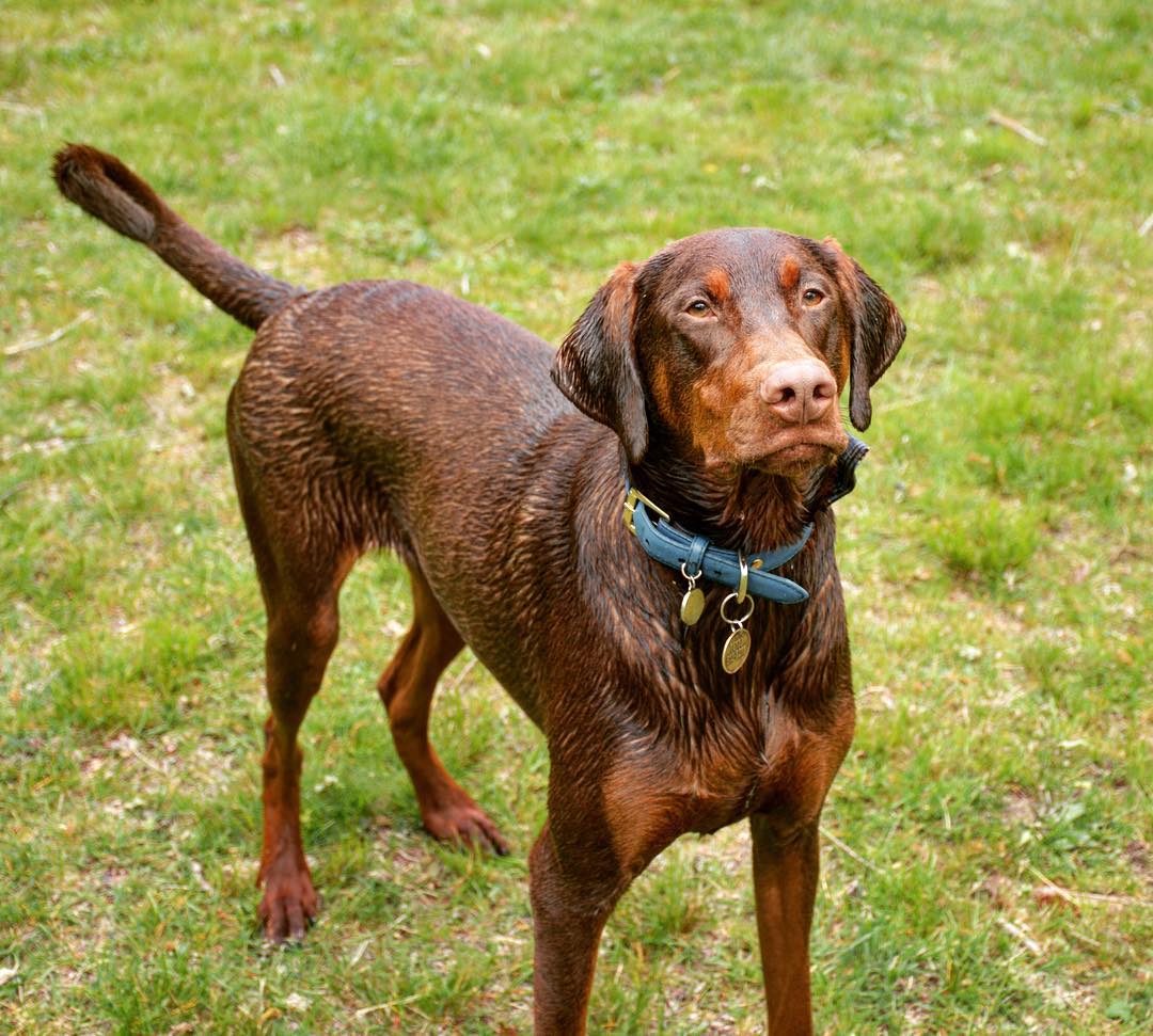 Doberdor: Doberman Pinscher & the Labrador Retriever. - The Dogman
