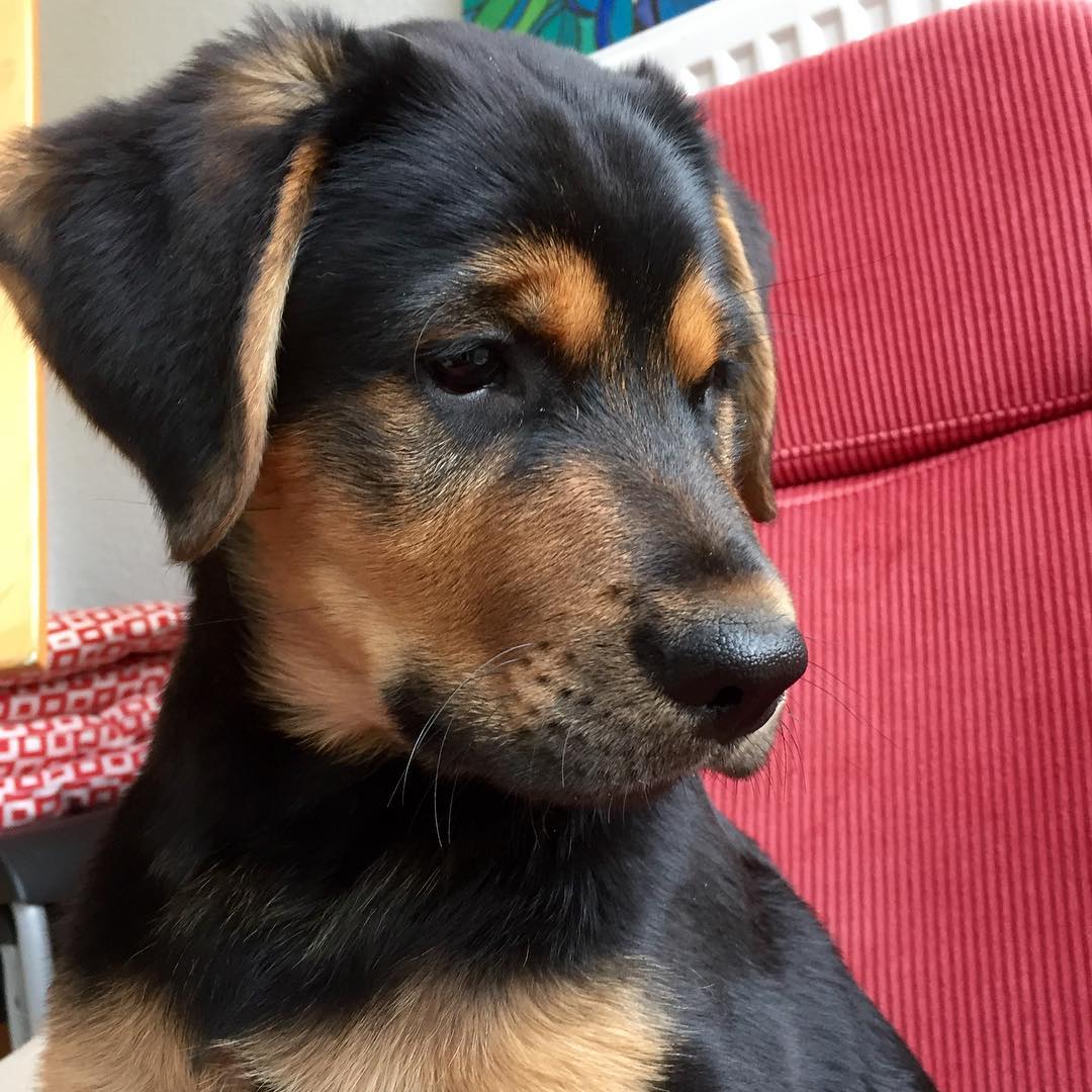 Doberdor: Doberman Pinscher & the Labrador Retriever. - The Dogman