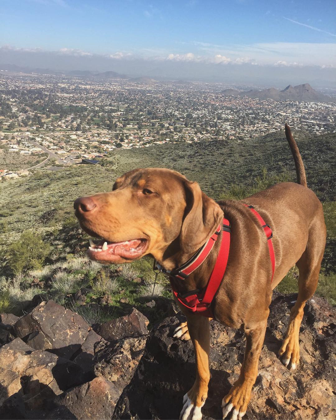 Doberdor: Doberman Pinscher & the Labrador Retriever. - The Dogman
