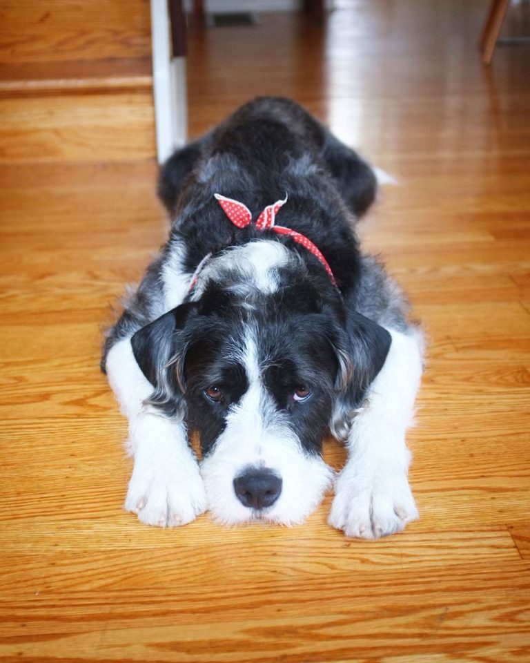 English Boodle: English Bulldog & the Poodle | The Dogman