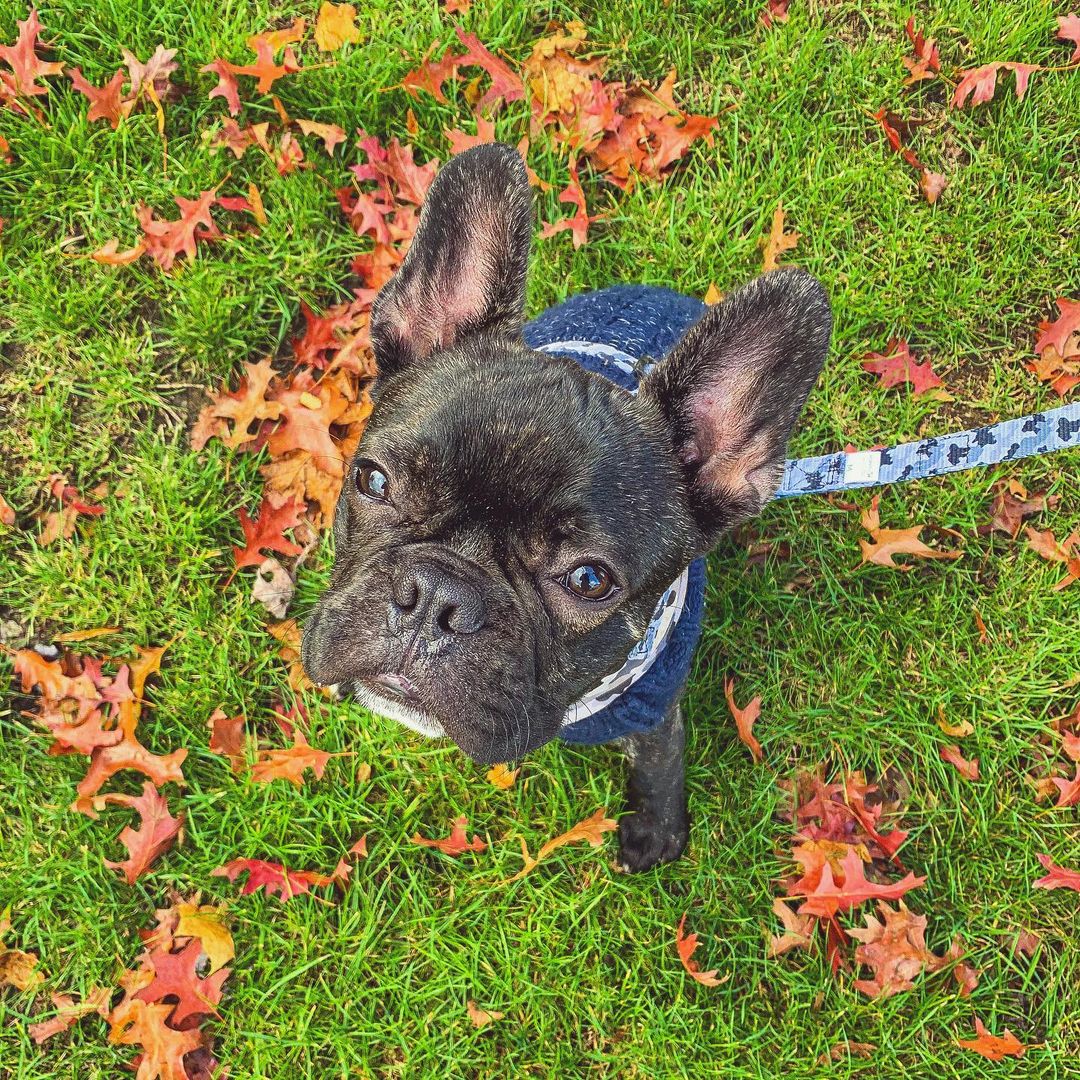 Frenchton: Boston Terrier & French Bulldog - The Dogman
