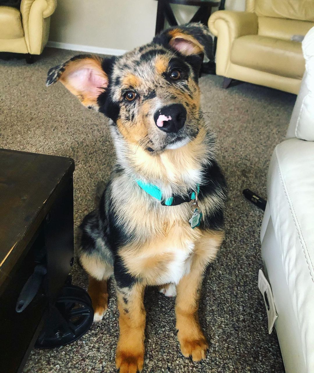 German Australian Shepherd: German Shepherd & Australian Shepherd - The ...