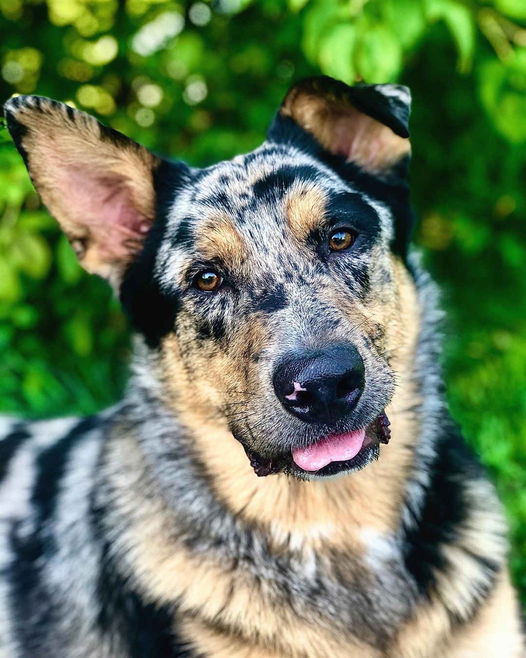 German Australian Shepherd: German Shepherd & Australian Shepherd - The ...