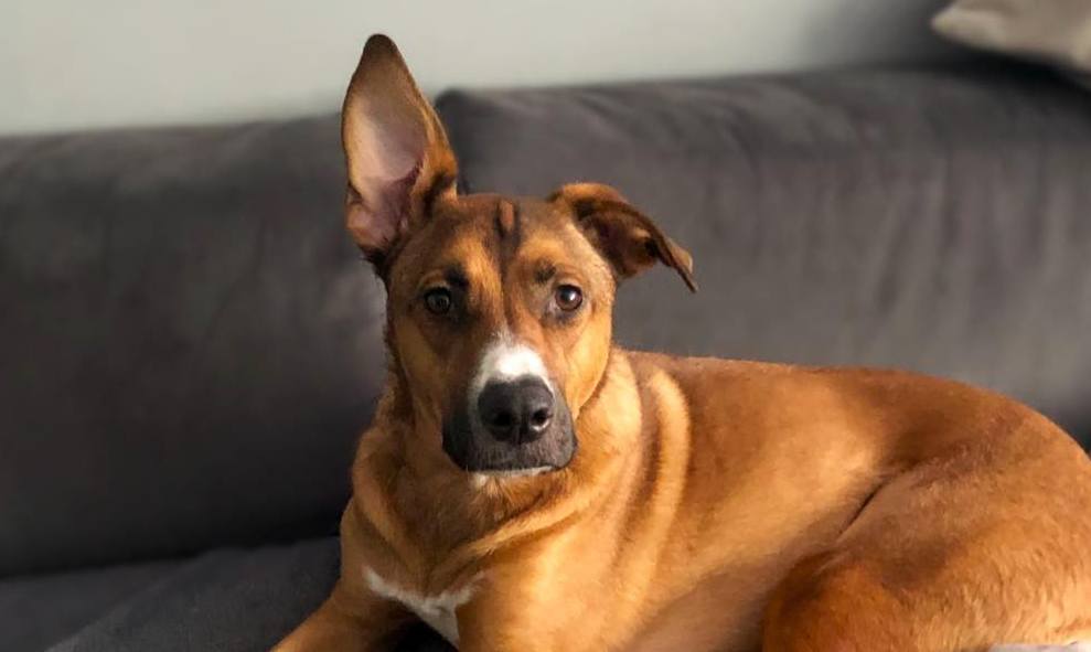 German Sheppit: German Shepherd Dog & American Pit Bull Terrier - The ...