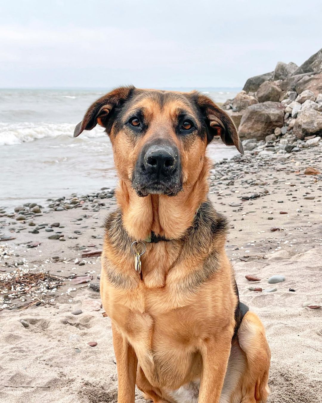 German Sheprador: German Shepherd & Labrador Retriever - The Dogman