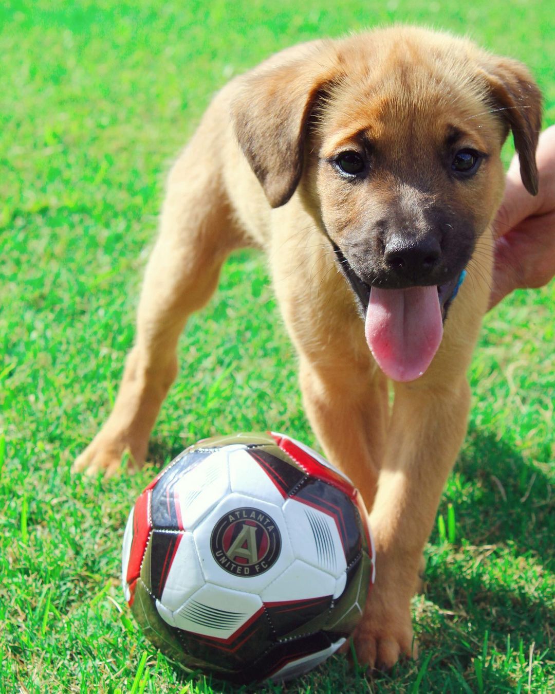 German Sheprador: German Shepherd & Labrador Retriever - The Dogman