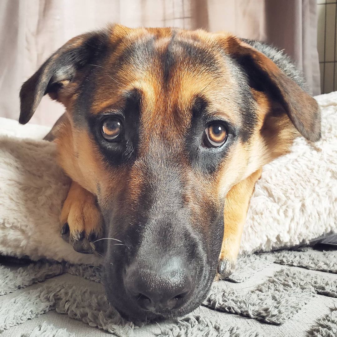 German Sheprador: German Shepherd & Labrador Retriever - The Dogman