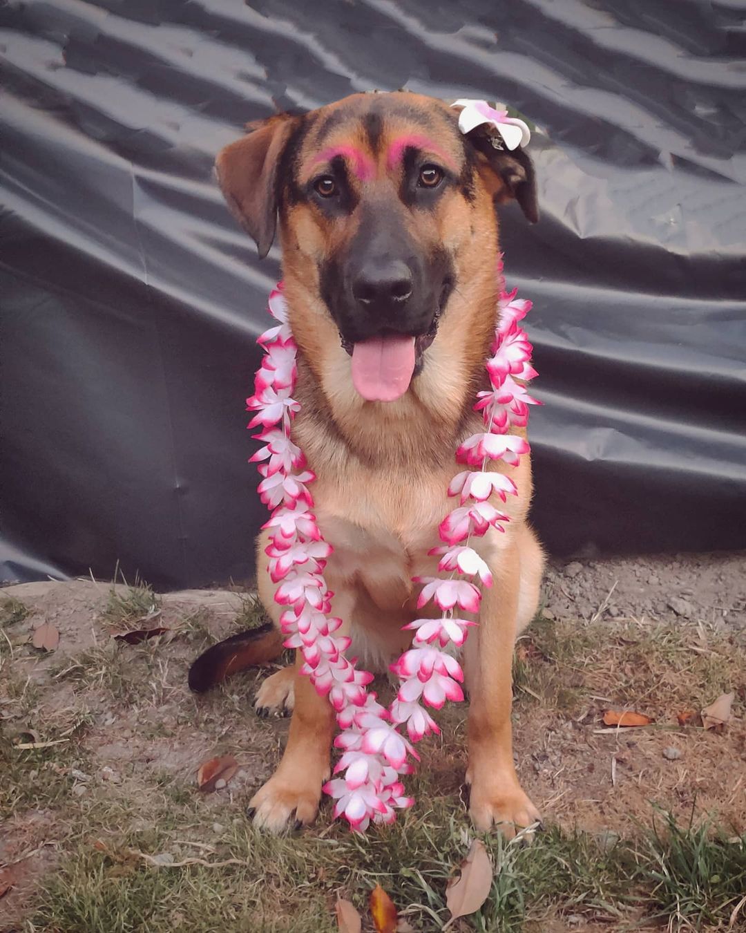 German Sheprador: German Shepherd & Labrador Retriever - The Dogman