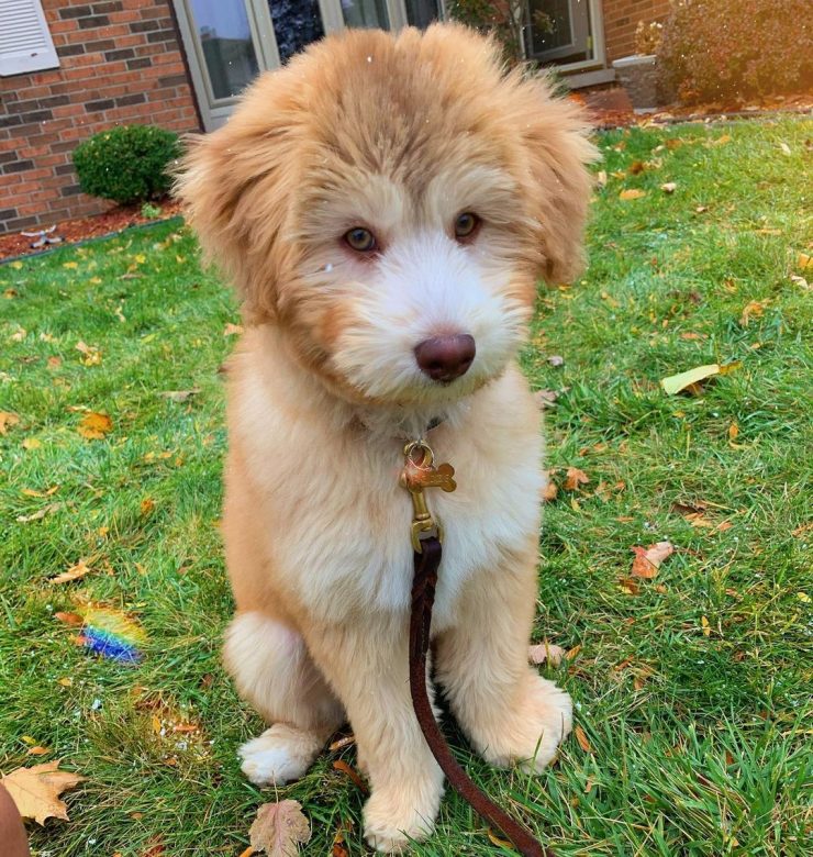 Huskydoodle: Siberian Husky & Poodle - The Dogman