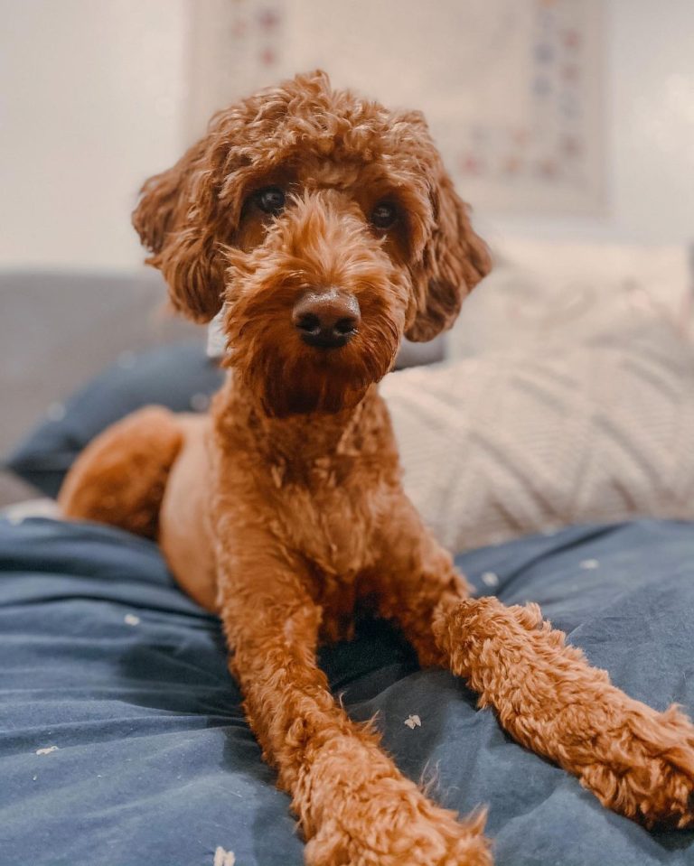 Irish Doodle: Irish Setter & Poodle - The Dogman