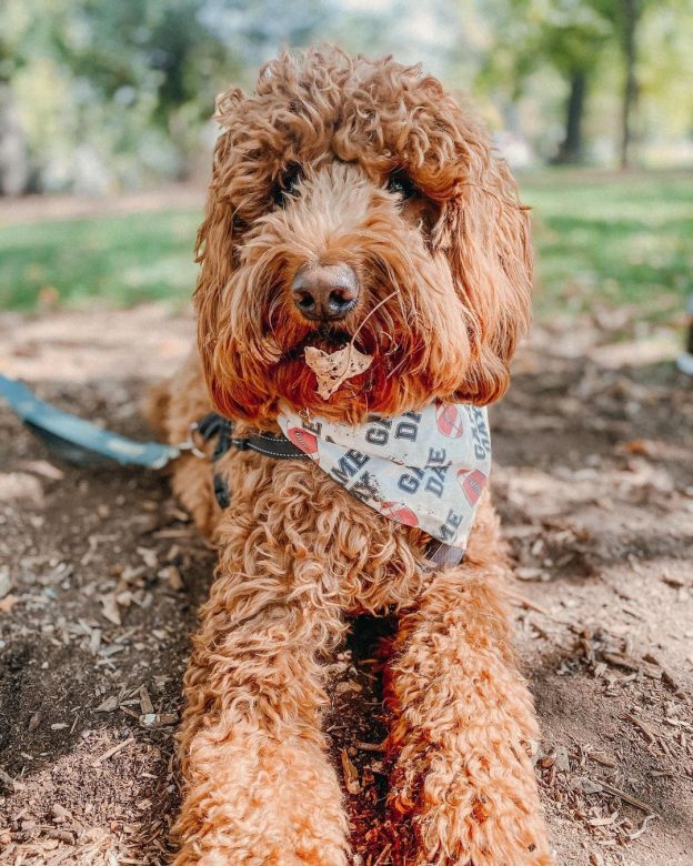 Irish Doodle: Irish Setter & Poodle - The Dogman