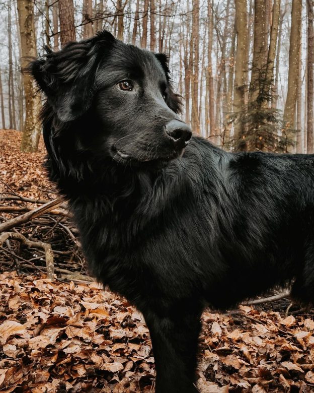 Labernese: Labrador Retriever & Bernese Mountain Dog - The Dogman