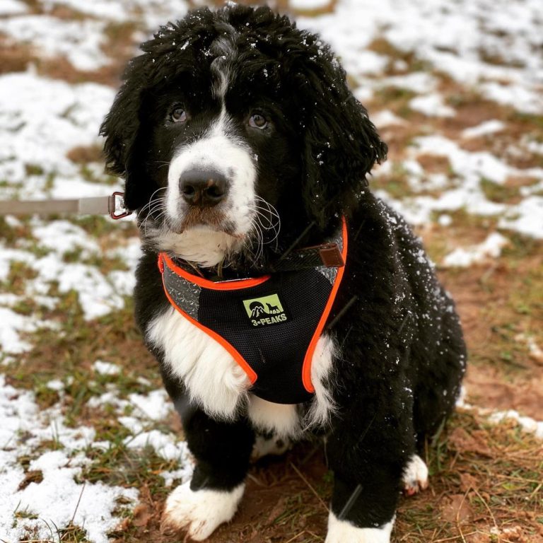 Labernese: Labrador Retriever & Bernese Mountain Dog - The Dogman