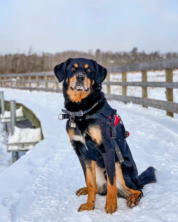 Labernese: Labrador Retriever & Bernese Mountain Dog - The Dogman