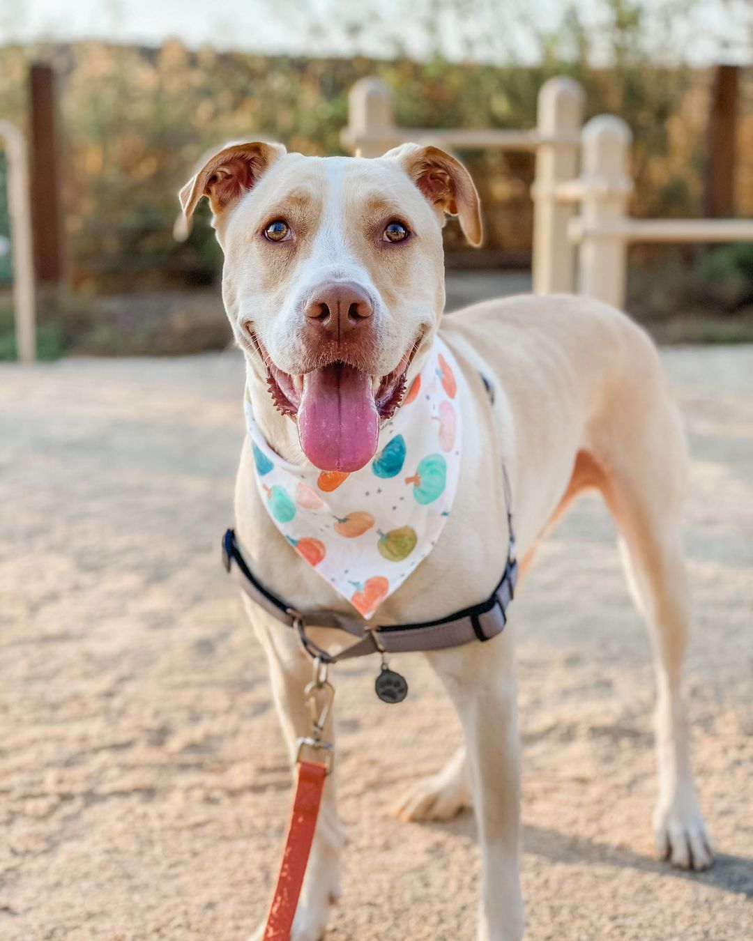 Labrabull: American Pit Bull Terrier & Labrador Retriever - The Dogman