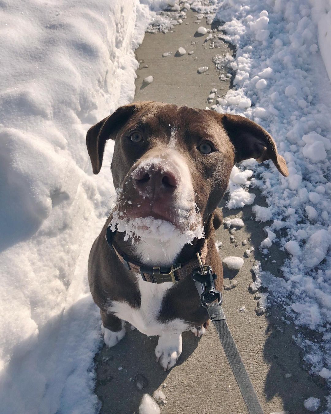 Labrabull: American Pit Bull Terrier & Labrador Retriever - The Dogman
