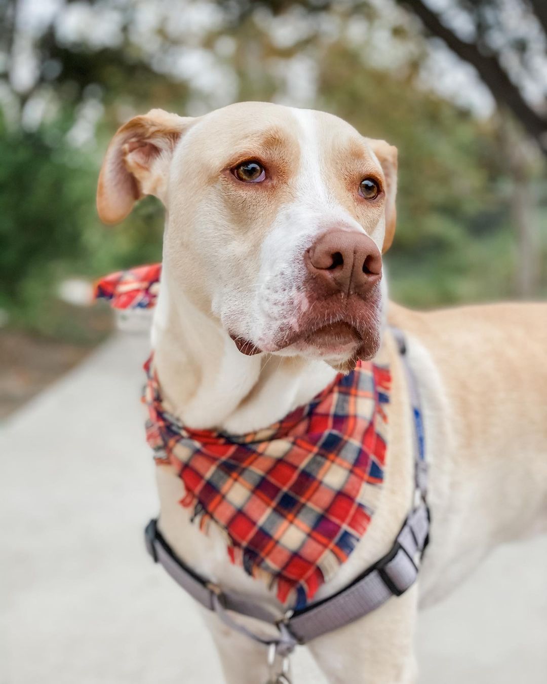 Labrabull: American Pit Bull Terrier & Labrador Retriever - The Dogman