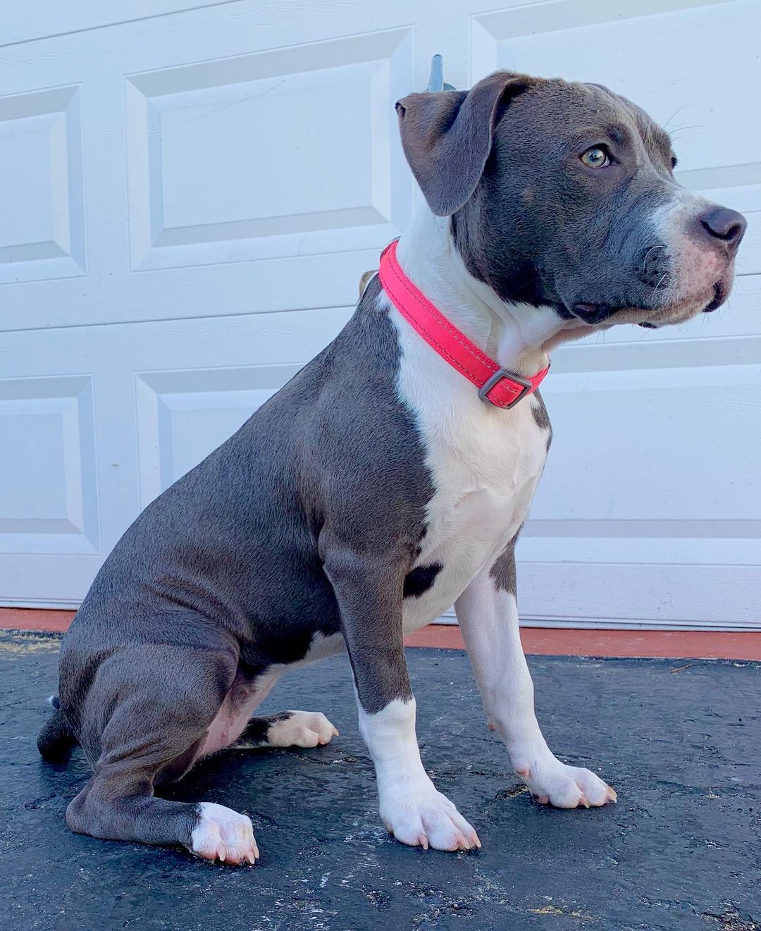 Labrabull: American Pit Bull Terrier & Labrador Retriever - The Dogman