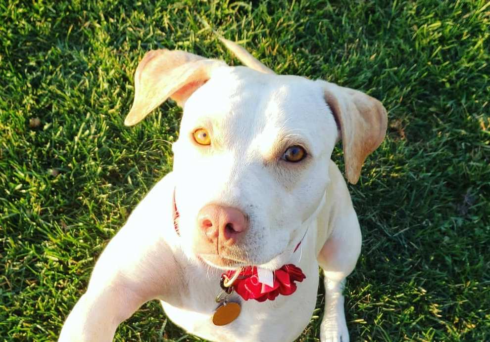 Labrabull: American Pit Bull Terrier & Labrador Retriever - The Dogman