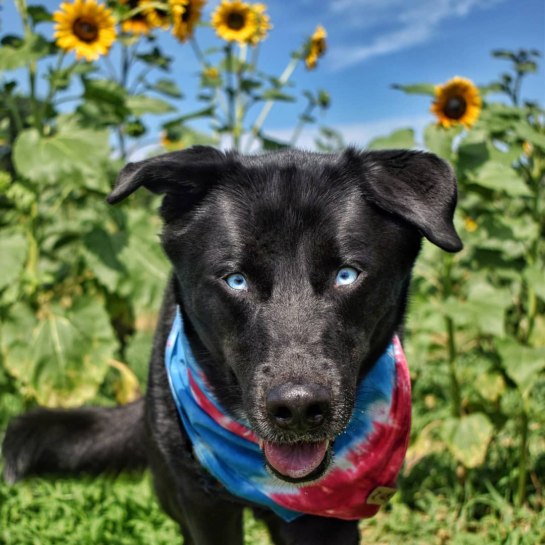 Labsky: Labrador Retriever & Siberian Husky - The Dogman
