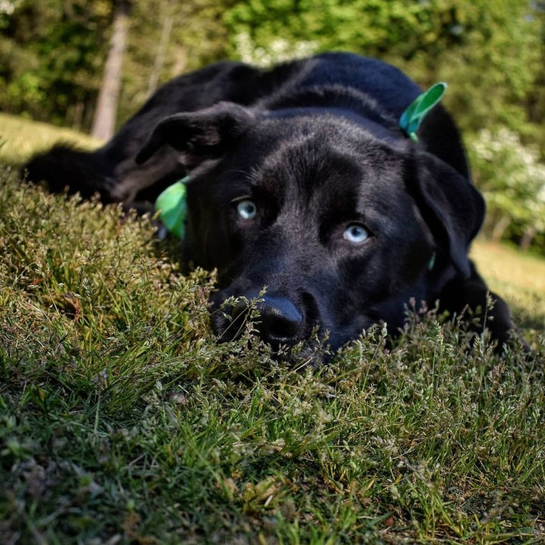 Labsky: Labrador Retriever & Siberian Husky - The Dogman