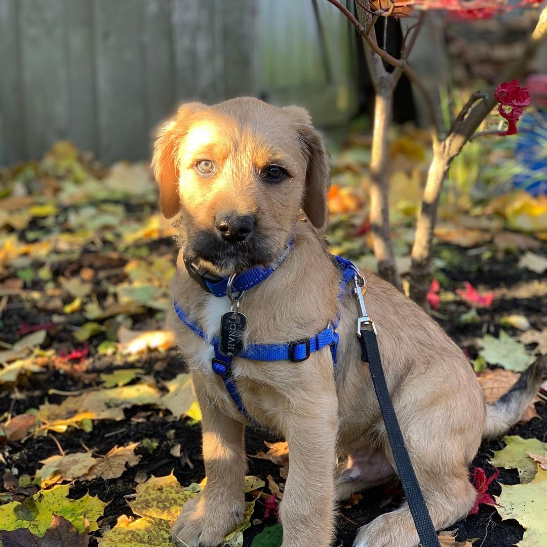 Mastidoodle: Poodle & Mastiff - The Dogman