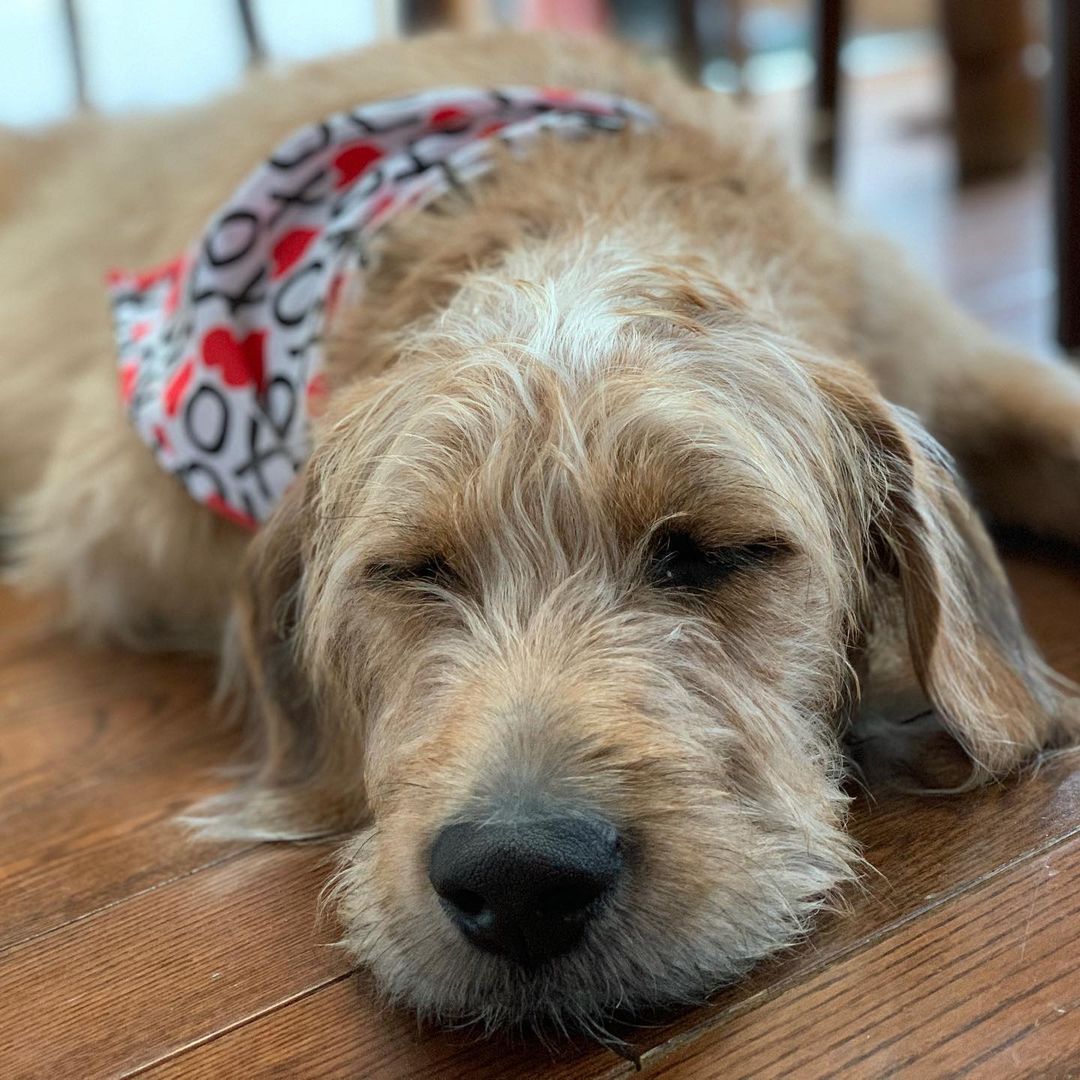 Mastidoodle: Poodle & Mastiff - The Dogman