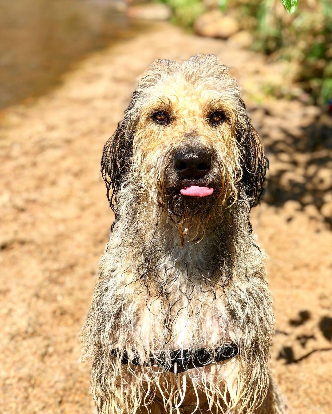Mastidoodle: Poodle & Mastiff | The Dogman