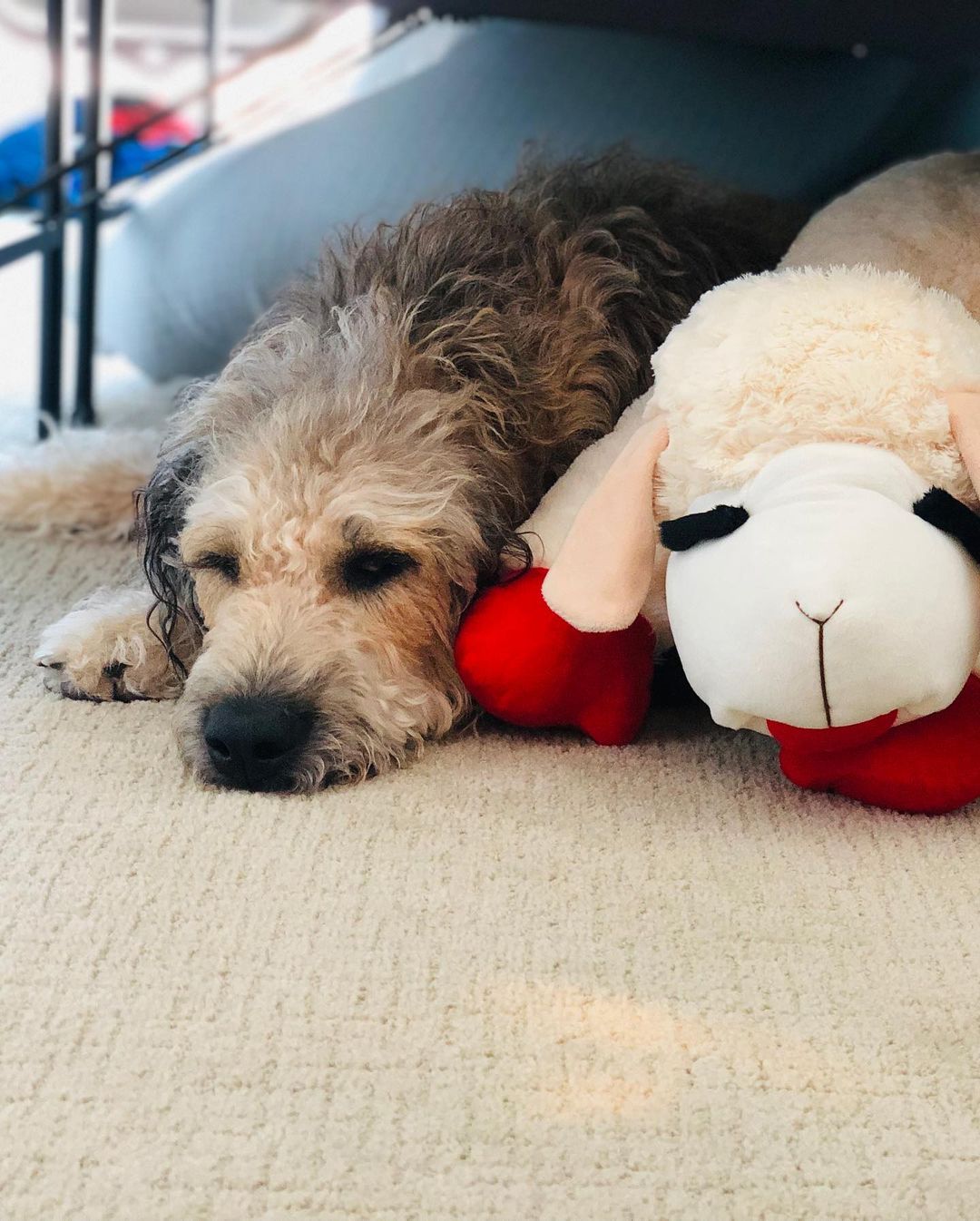 Mastidoodle: Poodle & Mastiff - The Dogman