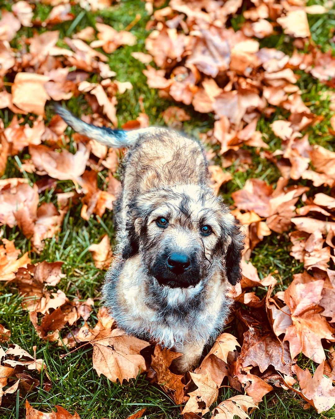 Mastidoodle: Poodle & Mastiff - The Dogman