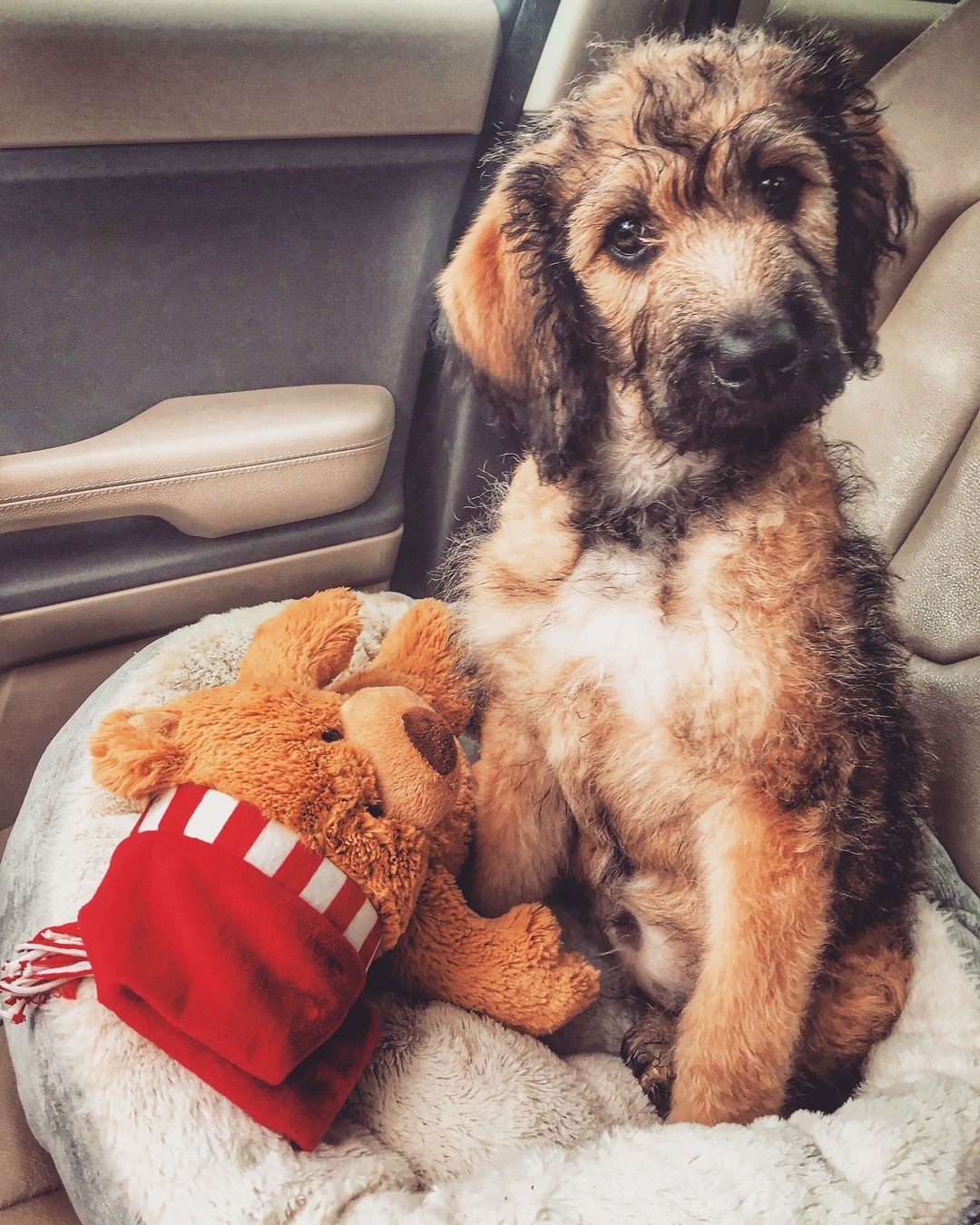 Mastidoodle: Poodle & Mastiff - The Dogman