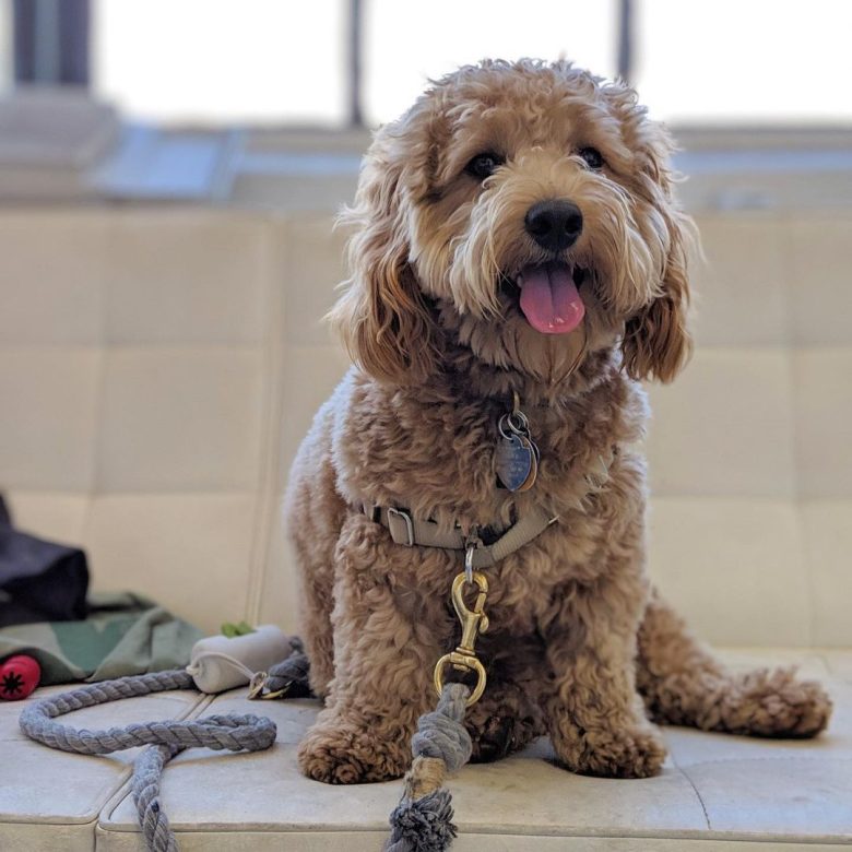 Mini Labradoodle: Miniature Poodle & Labrador Retriever - The Dogman