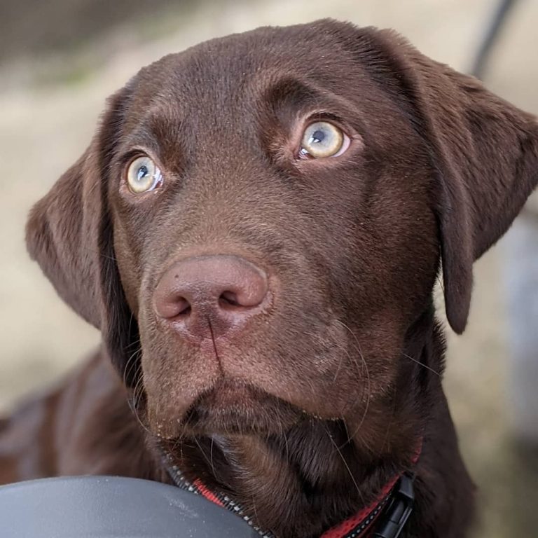 Newfador: Newfoundland & the Labrador retriever - The Dogman