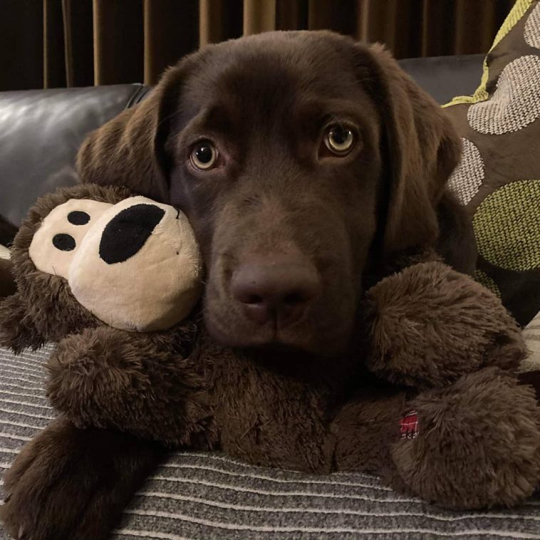 Newfador: Newfoundland & the Labrador retriever - The Dogman