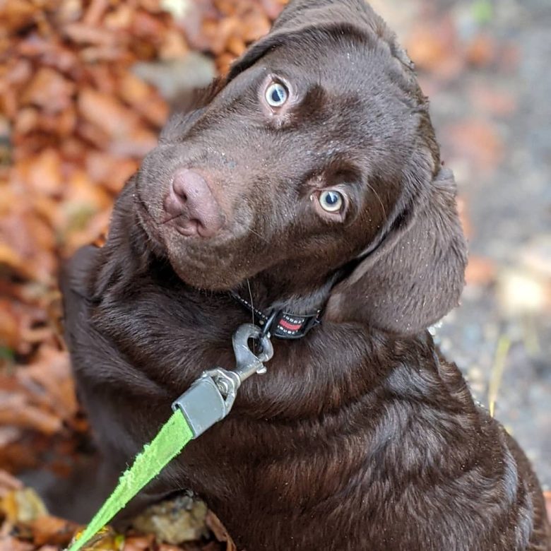 Newfador: Newfoundland & the Labrador retriever - The Dogman