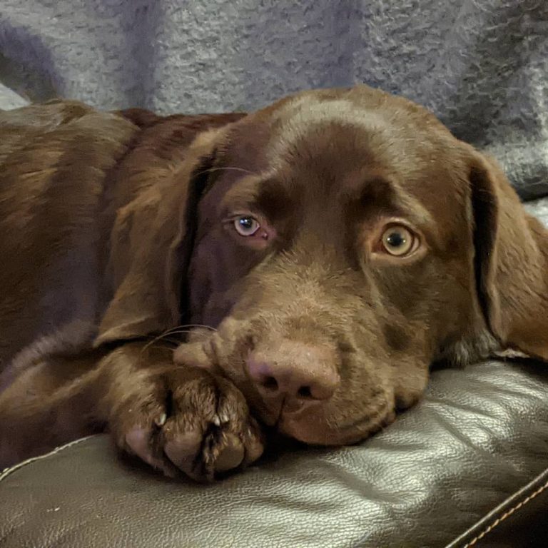 Newfador: Newfoundland & the Labrador retriever - The Dogman