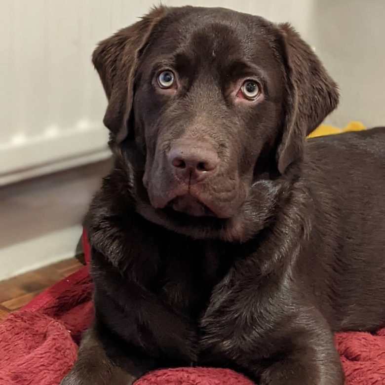 Newfador: Newfoundland & the Labrador retriever - The Dogman