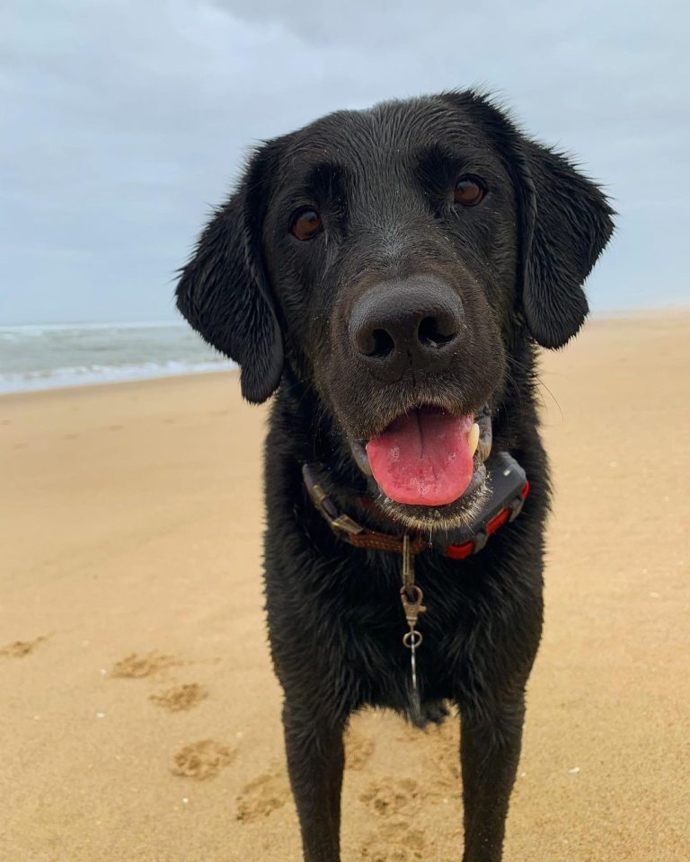 Newfador: Newfoundland & the Labrador retriever - The Dogman