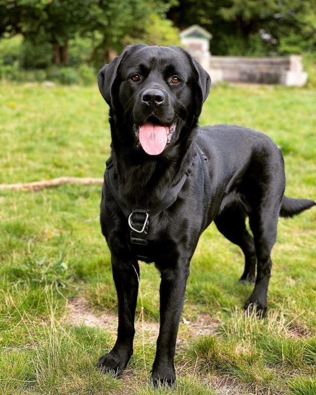 Newfador: Newfoundland & the Labrador retriever - The Dogman