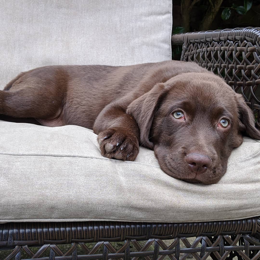 Newfador: Newfoundland & the Labrador retriever - The Dogman