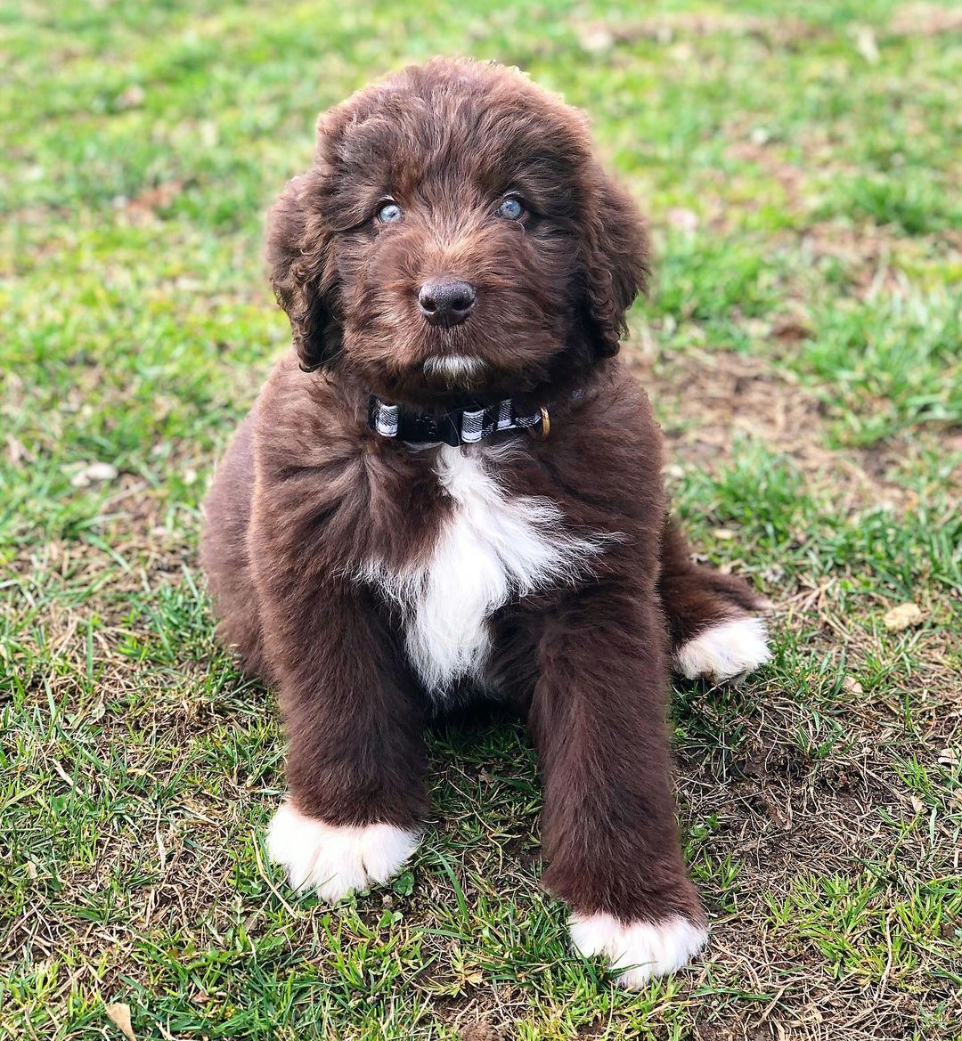 Newfypoo: Poodle & Newfoundland. - The Dogman