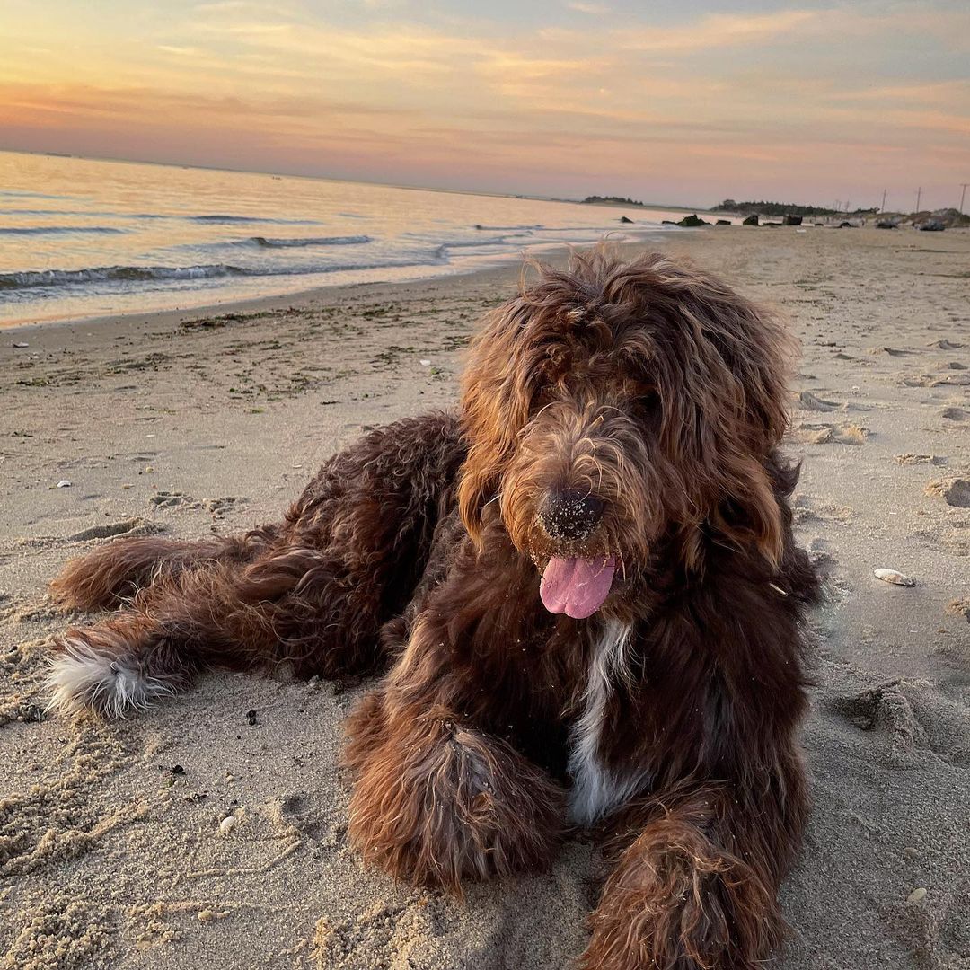Newfypoo: Poodle & Newfoundland. | The Dogman
