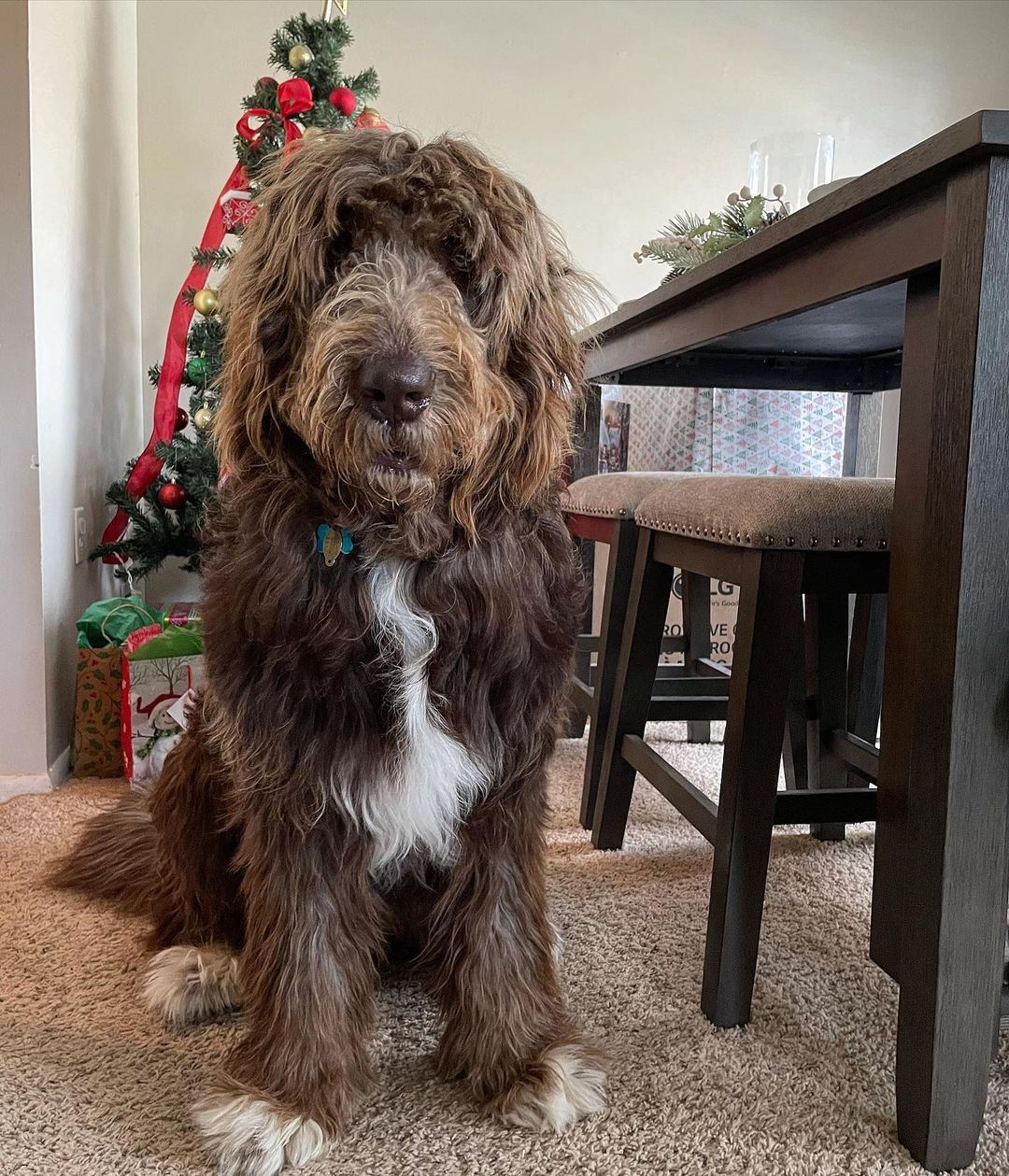 Newfypoo: Poodle & Newfoundland. - The Dogman