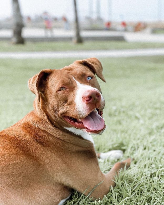 Pitsky: Pit Bull Terrier & Siberian Husky - The Dogman